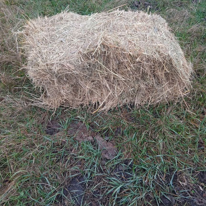 Сено в маленьких тюках