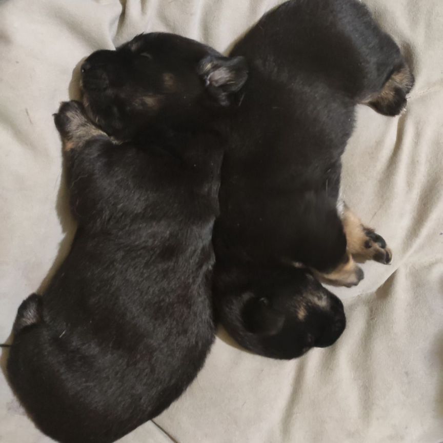 Щенки в добрые руки