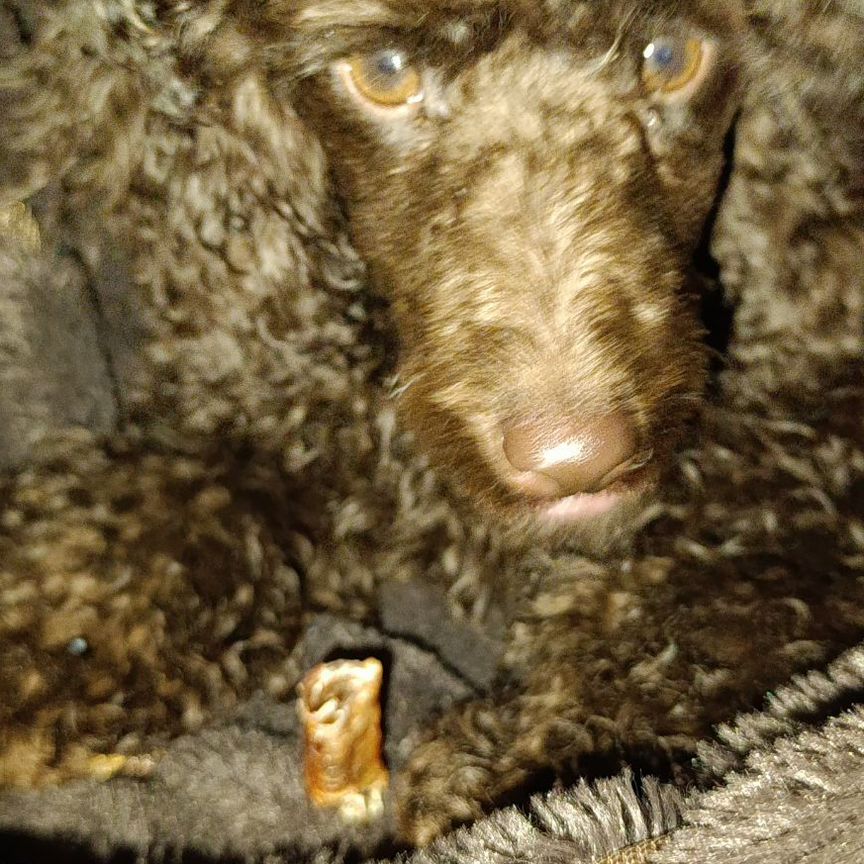 Карликовый пудель, щенок