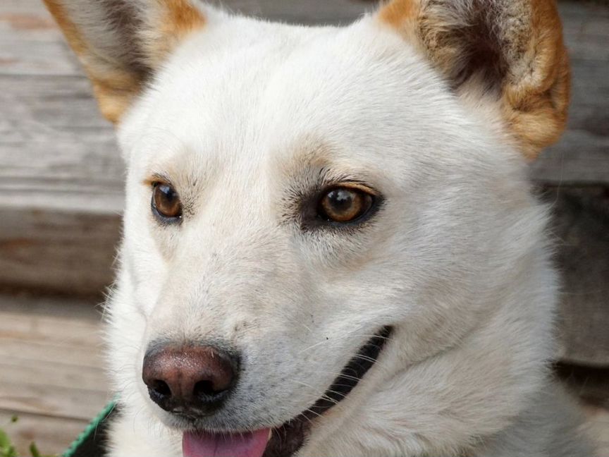 Собакен в ответственные руки