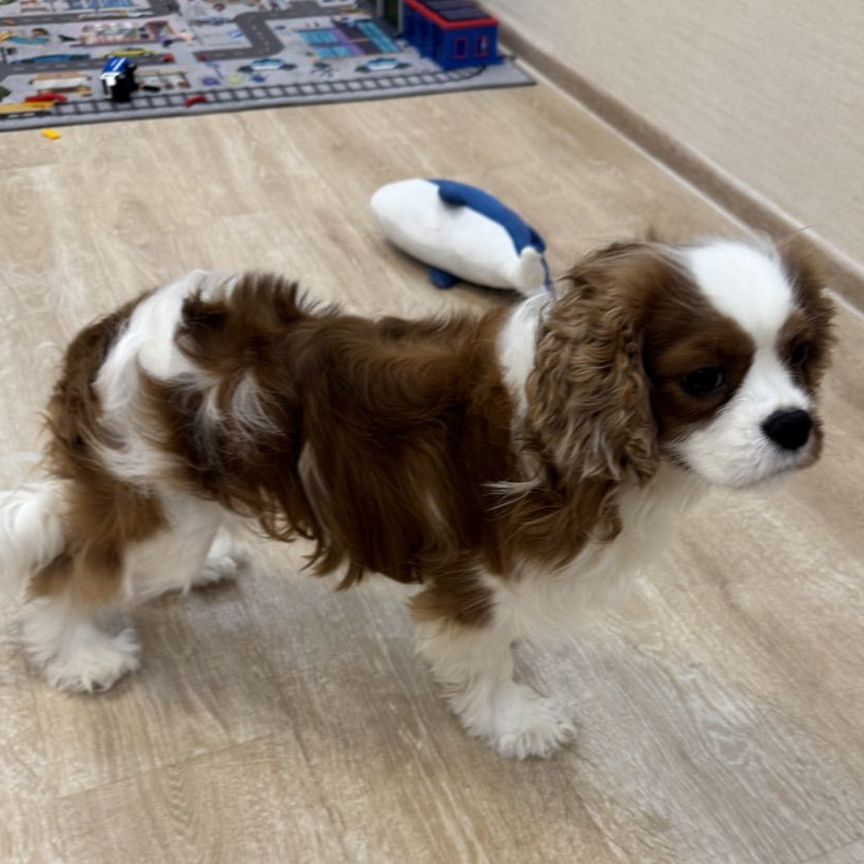 Кавалер кинг-чарльз-спаниель, взрослый пёс