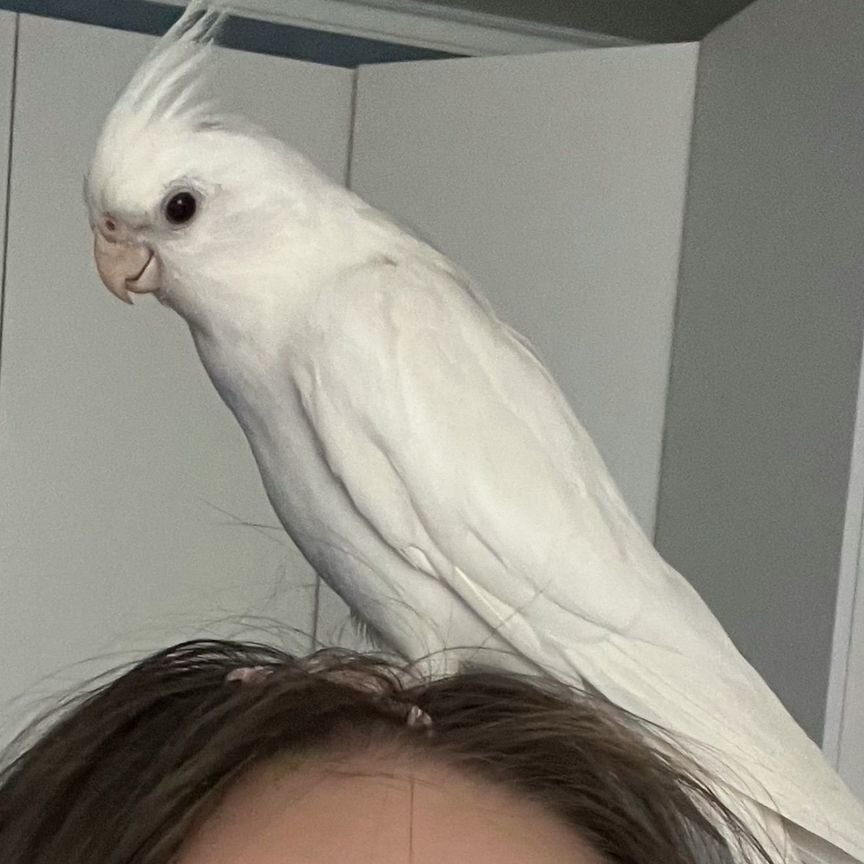 Попугай корелла