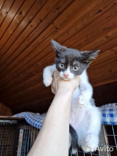 Котенок маркиз 3 месяца в добрые руки