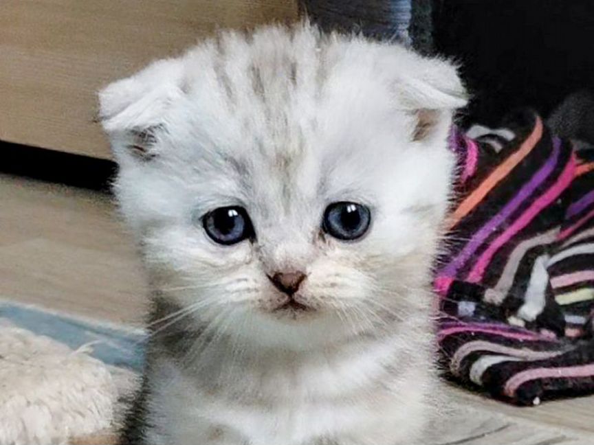 Клубная ч шотландская вислоухая кошечка. #4
