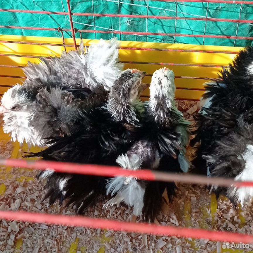 Карликовые цыплята
