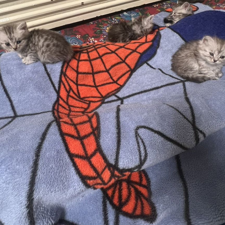 Сиамский котёнок