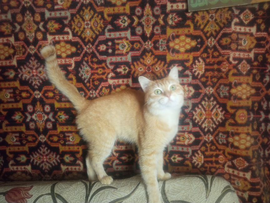 Котик в добрые руки
