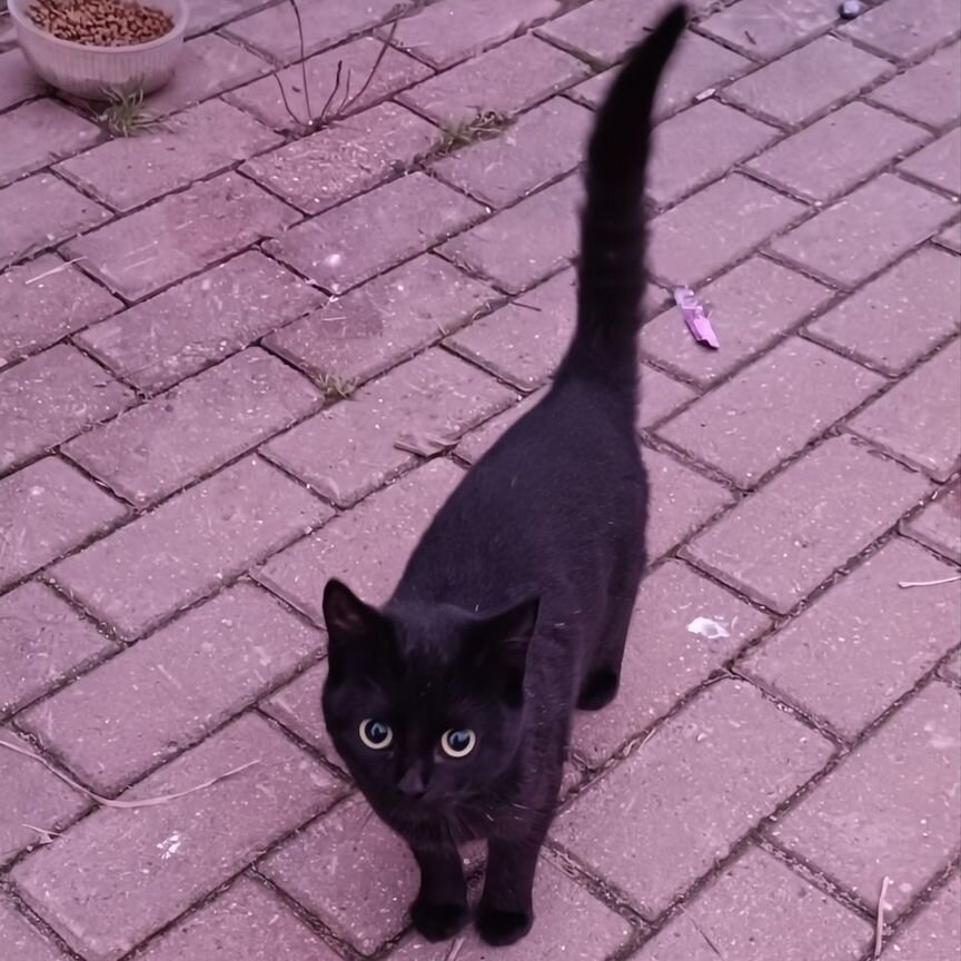 Котёнок в добрые руки