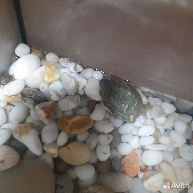 Черепаха очень маленькая