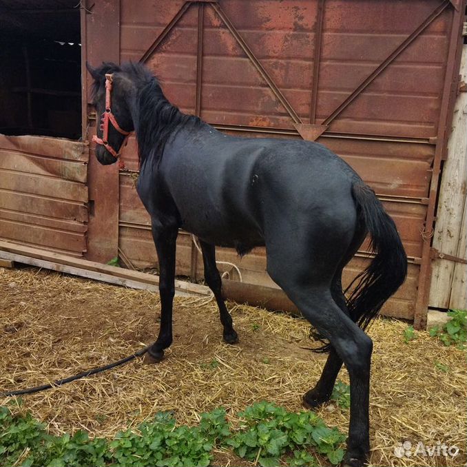 Лошадь кобыла