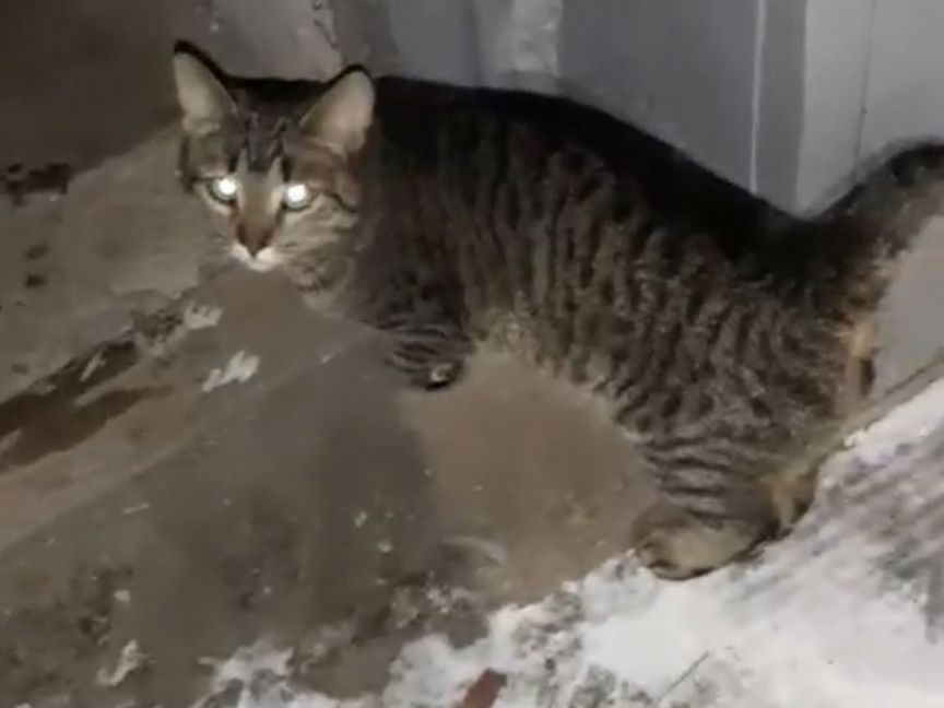 Котик подросток пропадает на улице