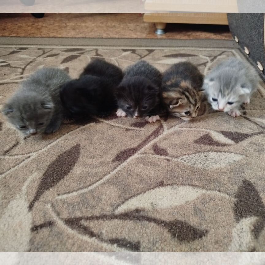Шотландский вислоухий короткошёрстный котёнок