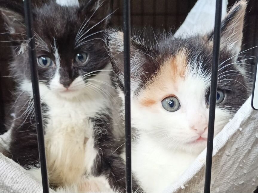 Котята 1 мес