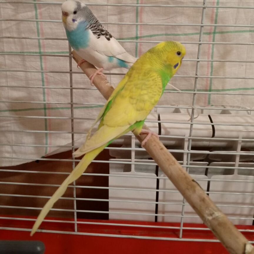Волнистый попугай пара с клеткой