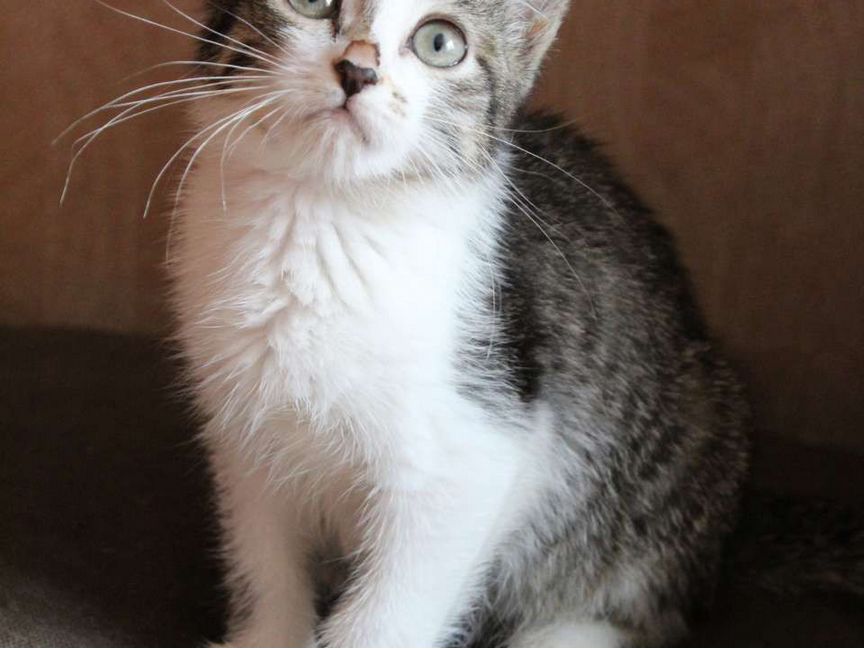 Кошки