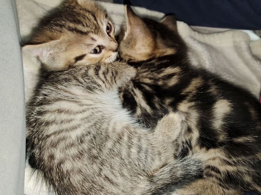 Шотландец прямоухий, котята