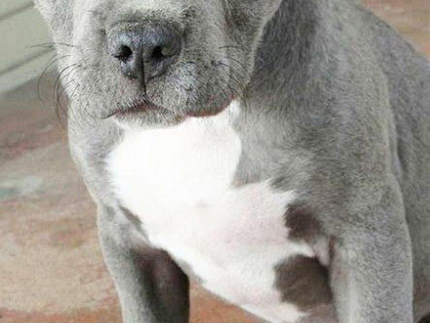 Стаффордширский терьер