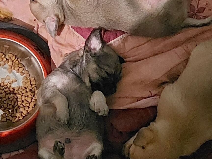 Щенки чихуахуа