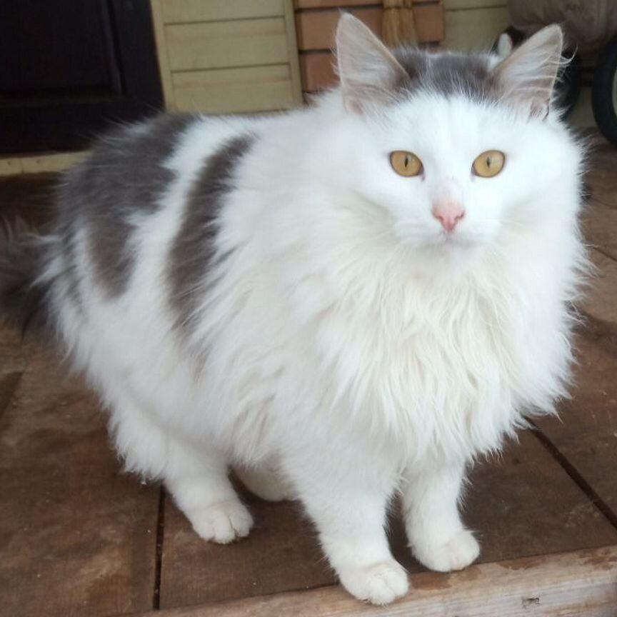 Котята 9 мес