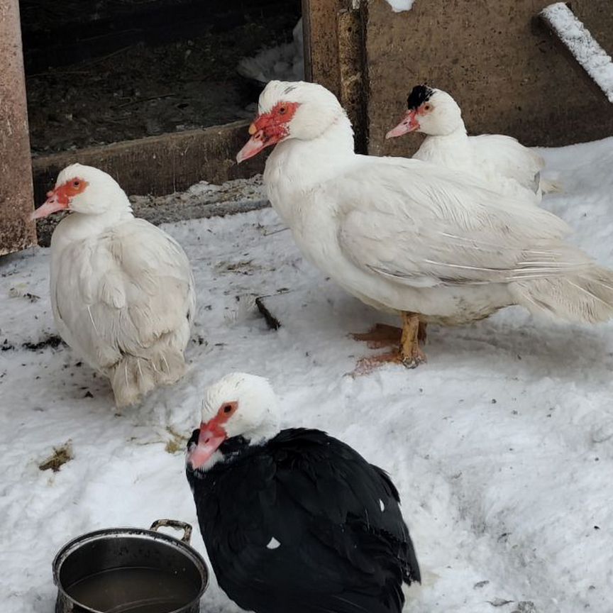 Мускусные утки