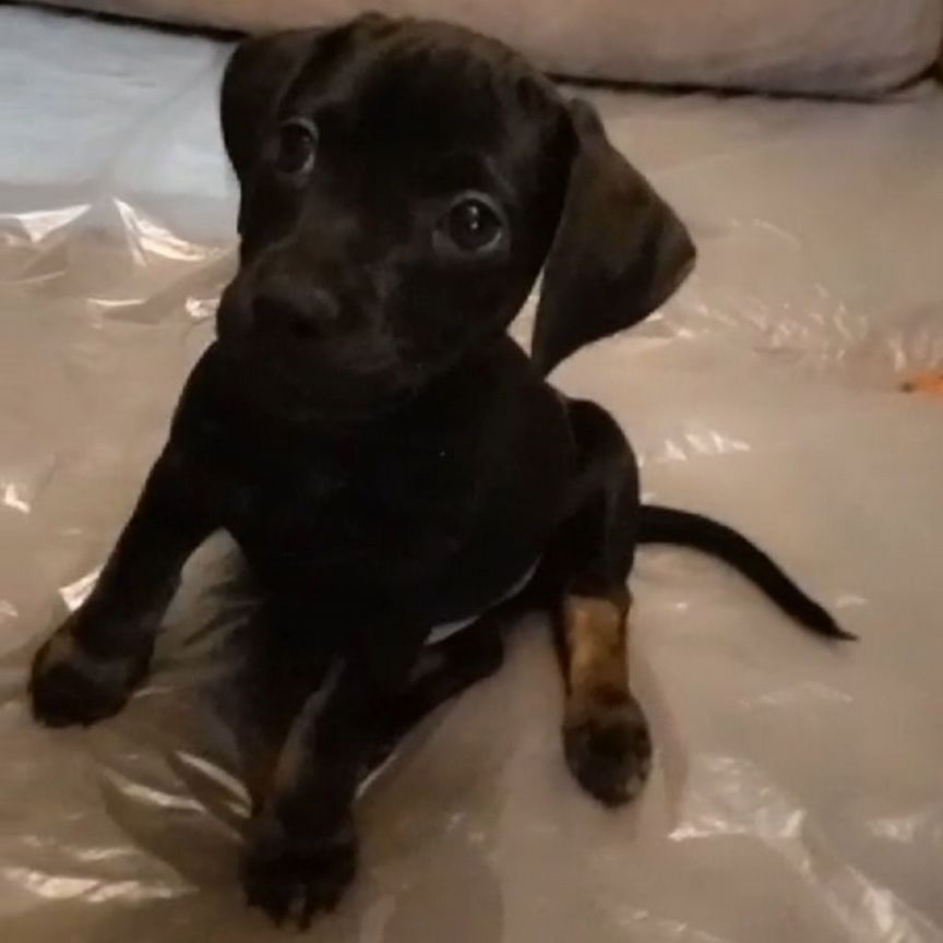 Фенотип такса