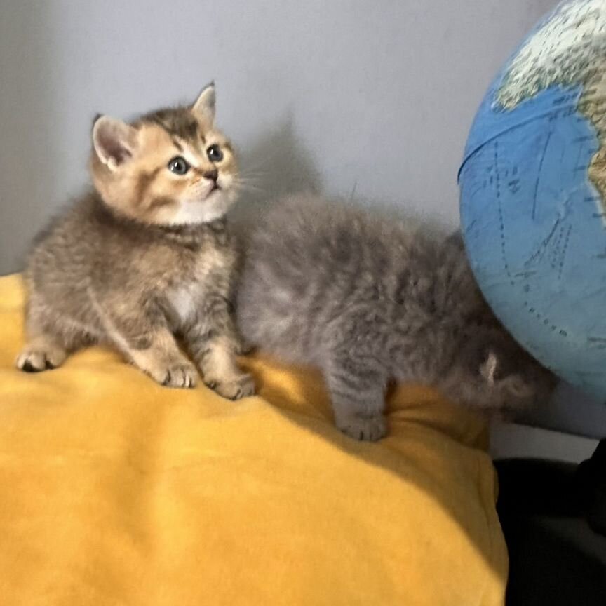 Шотландские вислоухие котята