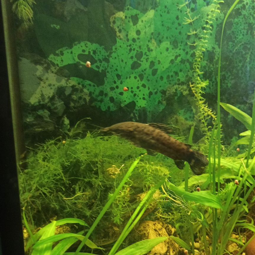 Аквариумные рыбы