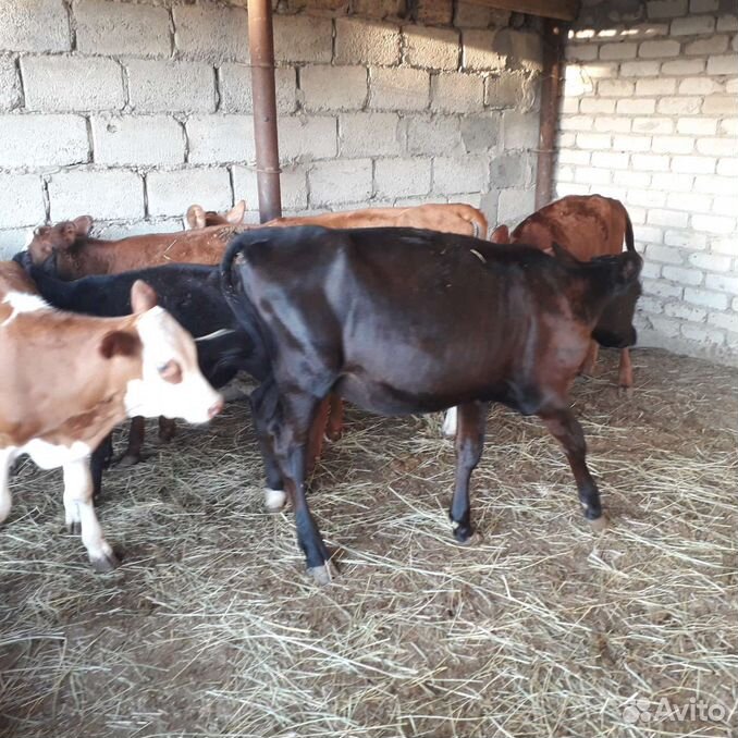 Телки 5 месяцев,6 голов по 27 тыс не большой торг