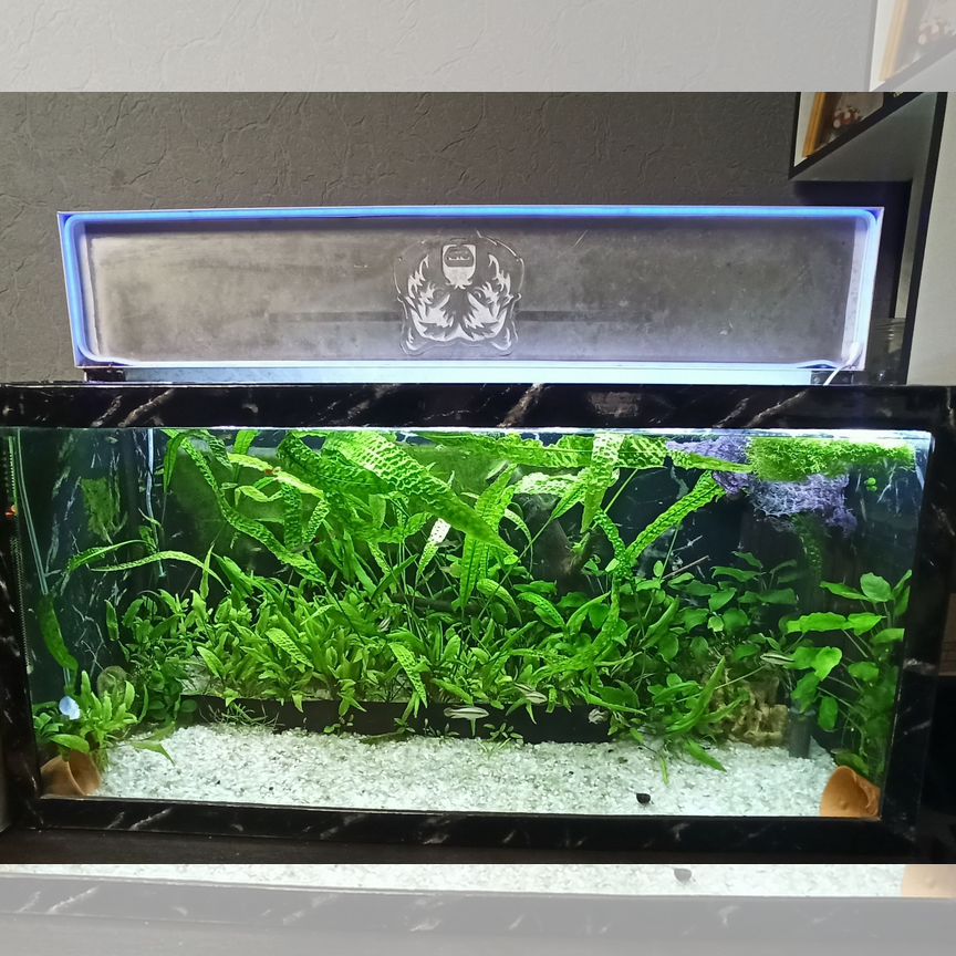 Аквариумные растения Анубиас Криптокарина вподарок