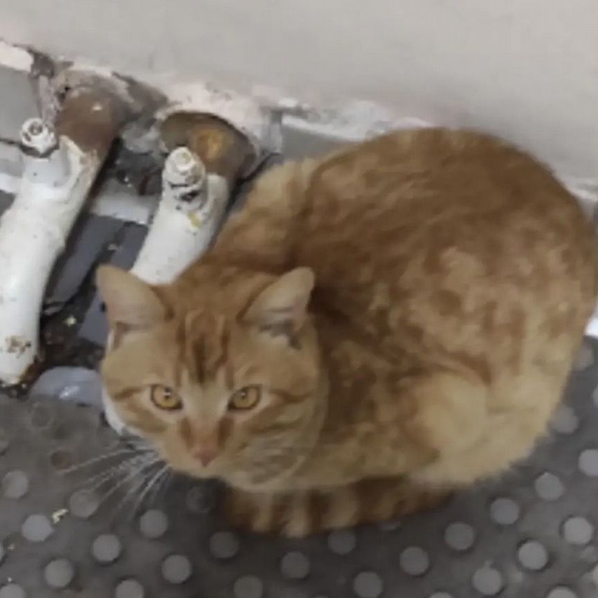 Взрослый кот в добрые руки