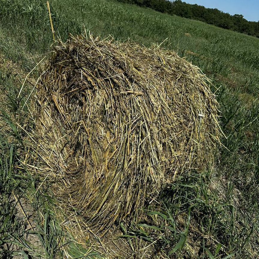 Сено (суданка) в рулонах