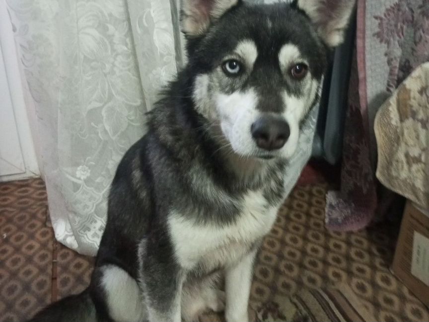 Хаски с разными глазками