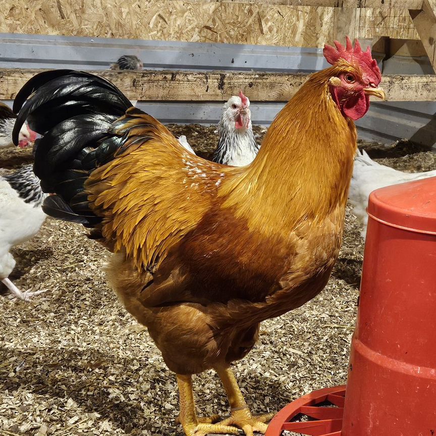 Петух Нью Гемпшир