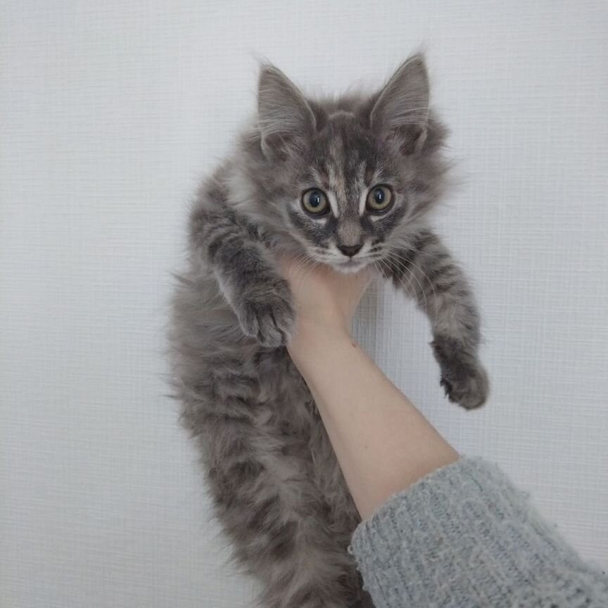 Продам мейкун котенка