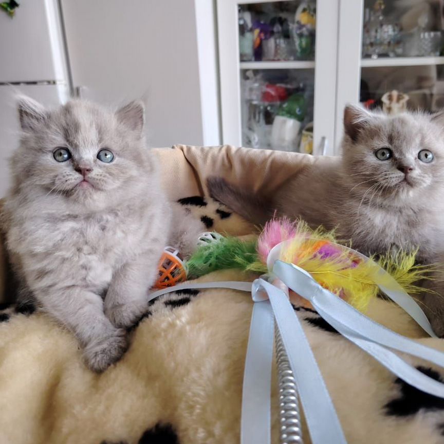 Шотландский вислоухий короткошёрстный котёнок