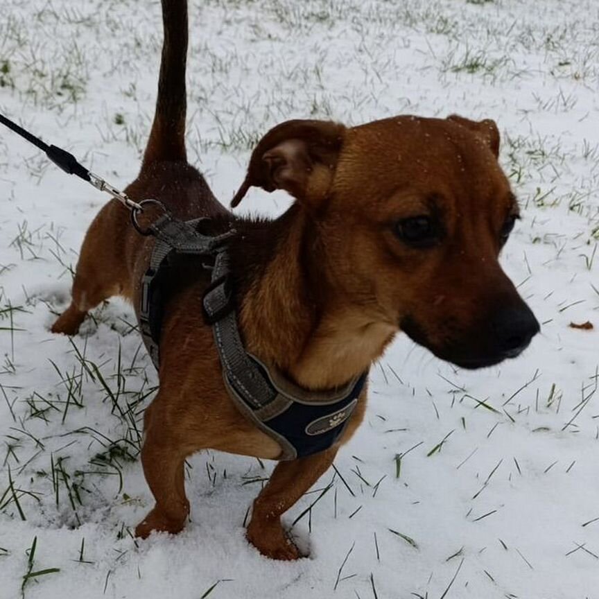 Взрослая собака в добрые руки