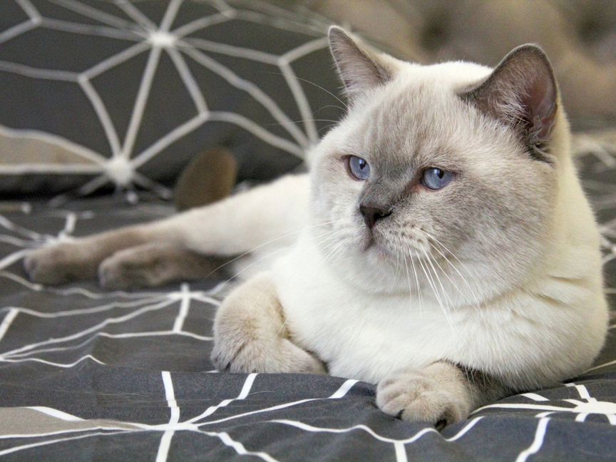 Вязка кошек