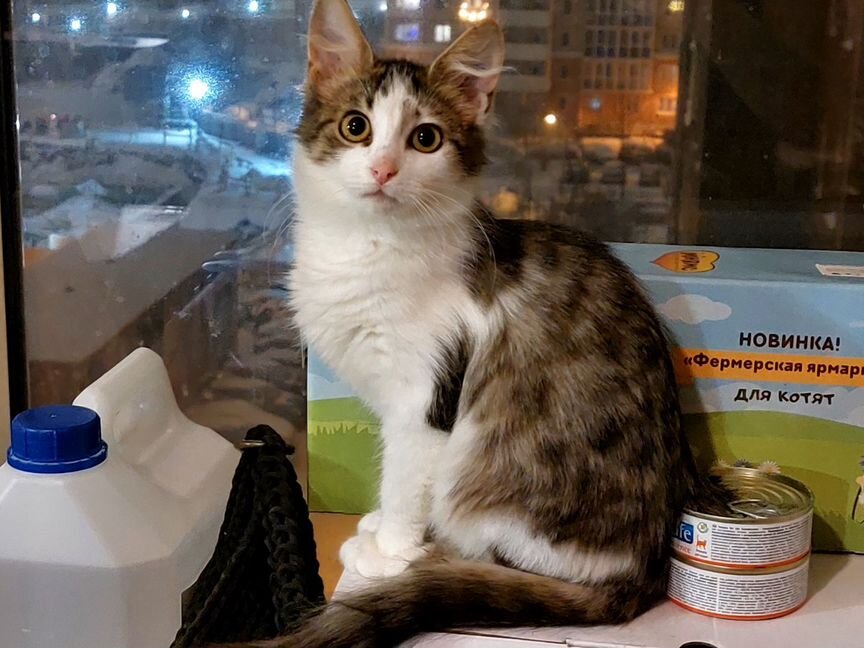 Маленькая Зайка ищет дом