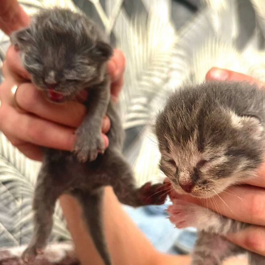 Британские котята