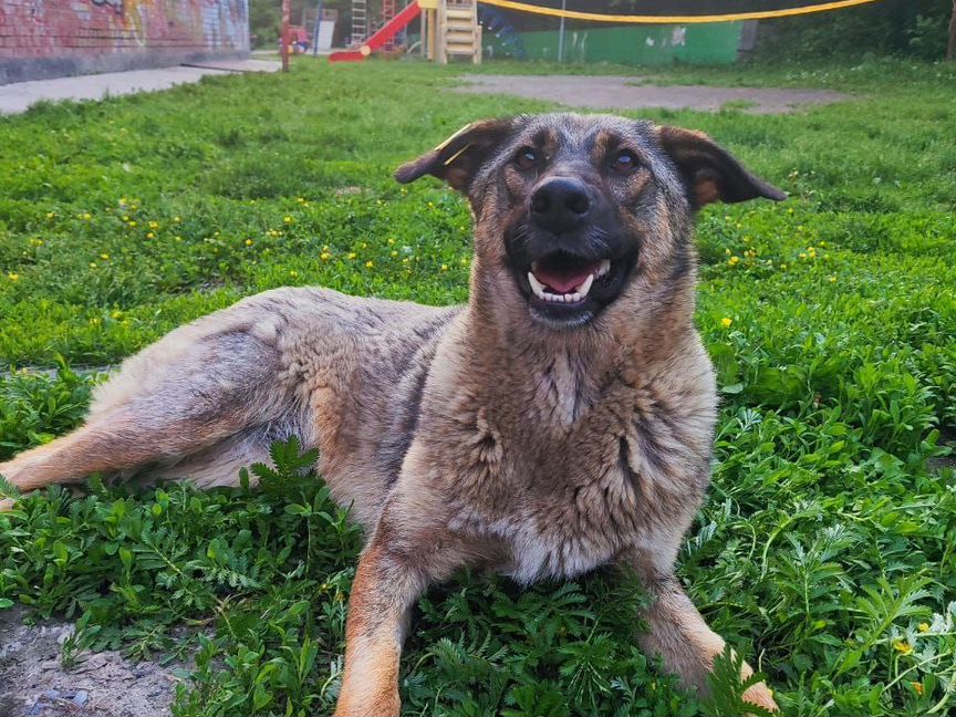 Собачка в добрые руки