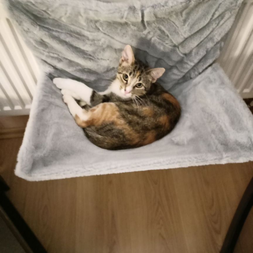 Котенок девочка 4 цвета