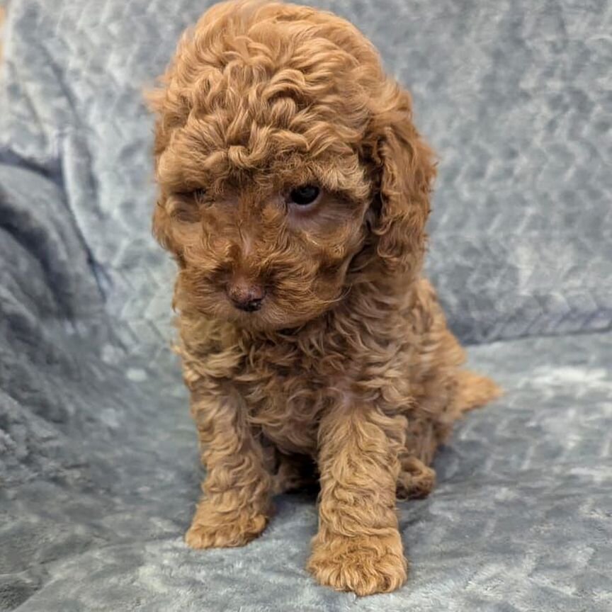 Той-пудель девочка красная