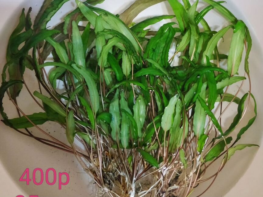 Криптокарина Вендта