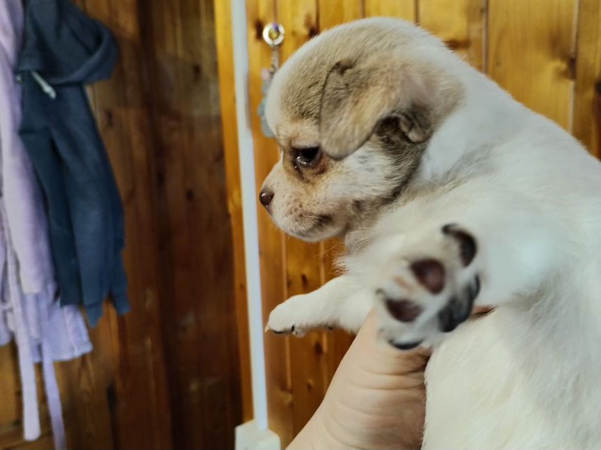 Щенки чихуахуа
