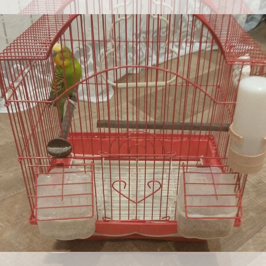 Волнистый попугай с клеткой