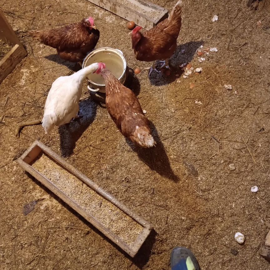 Продам кур несушек