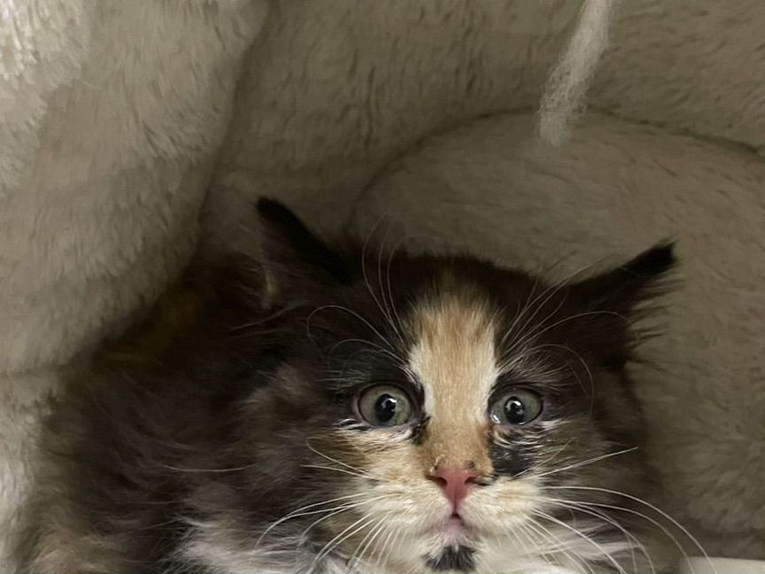 Котята норвежская лесная