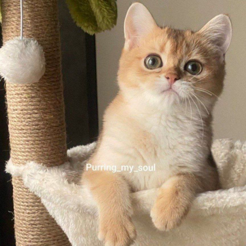 Британский короткошёрстный котёнок