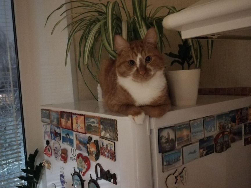 Милый котейка