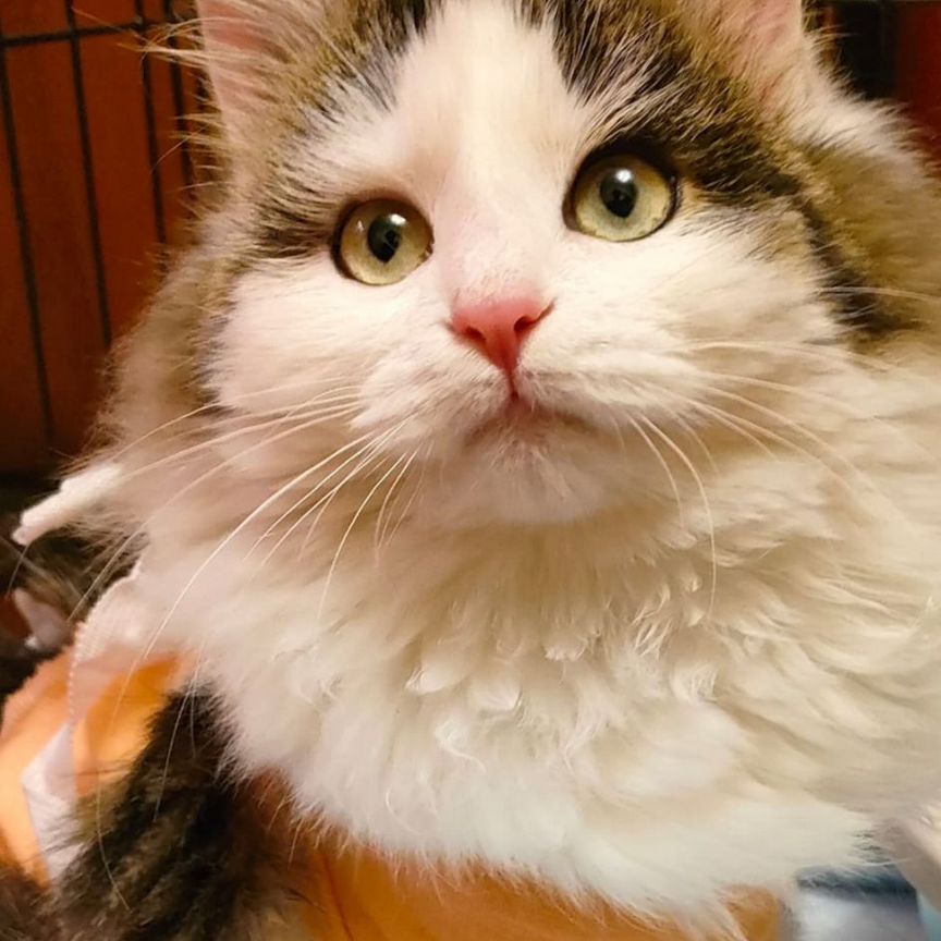 Котенок Мари ищет дом